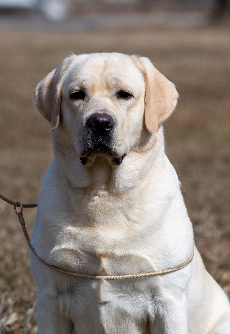 Clearwater Labradors | Labrador Breeding and Champion Stud Service ...